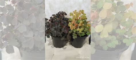 Комнатные цветы Кислица оксалис купить в Твери Товары для дома и дачи Авито