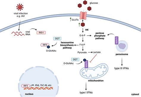 Metabolic Regulation Of Type I Interferon Production Ocarroll 2024 Immunological Reviews