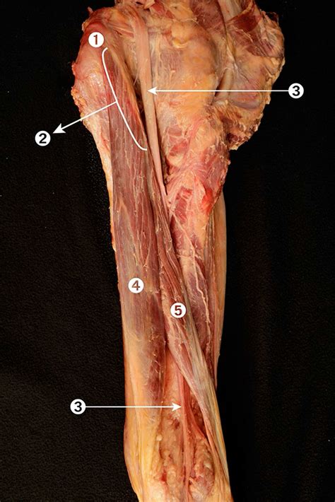 Anatomy Of The Hamstrings Research Bank