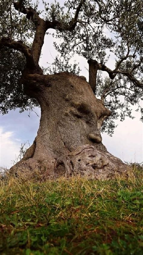 The Thinker Tree Italy Olive Tree Weird Trees Old Trees