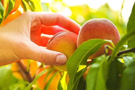 Peach Trees Planting Growing And Harvesting Peaches The 40 Off