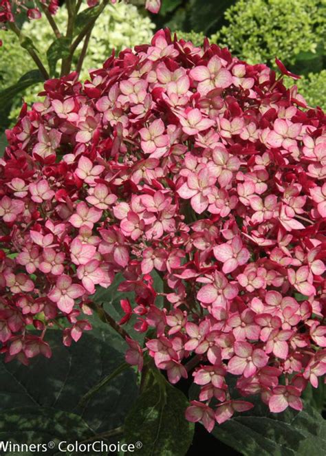 Hydrangea Arbor Hydrangea Smooth Invincibelle Ruby 2 Behmerwald