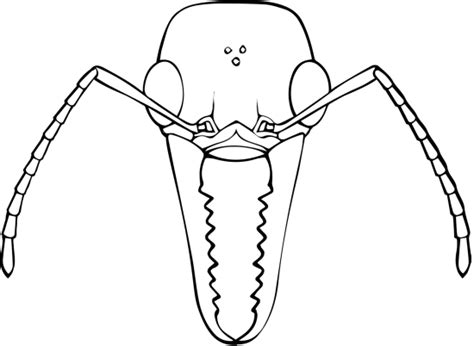 Insects Coloring Pages 1000 Printables