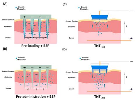 Tissue Nanotransfection Chips For In Vivo Tissue Reprogramming Encyclopedia MDPI