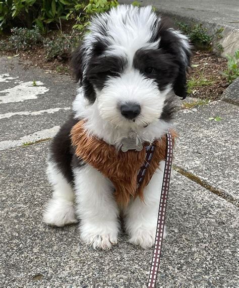 Sheepadoodle Puppies Mini Sheepadoodle Puppies Top Sheepadoodle