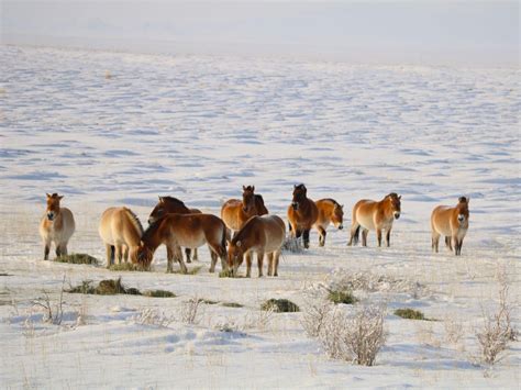 ФОТО Говийн их дархан цаазат газрын зэрлэг амьтдад идэш тэжээлийн дэмжлэг болох биотехникийн
