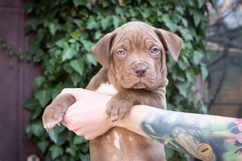 Mopsfrenky Мама нас потеряла ⠀ ⠀ Бабушка привезла сегодня утром Феликса На время операции