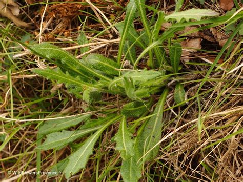Diplotaxis Muralis Wild In Provence