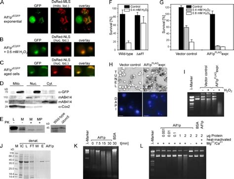 Aif Translocates From Mitochondria To The Nucleus Under Apoptotic