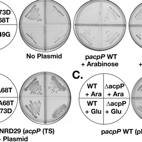 Complementation Analysis Of The Temperature Sensitive Mutants And