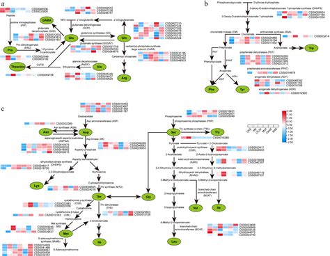 Transcriptome And Co Expression Network Analysis Uncover The Key Genes