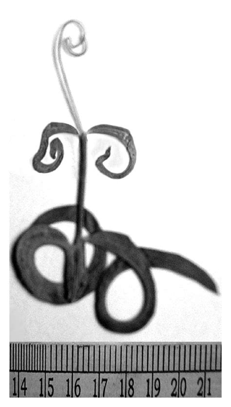 A Normal Linear Lanceolate Leaflets In A Compound Leaf Of Mother