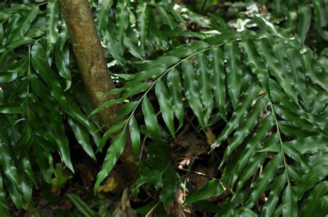 Asplenium Oblonolium Aspleniaceae