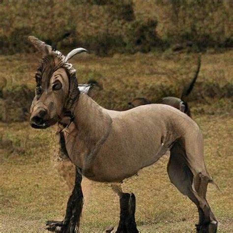 Unicorn Scrolller