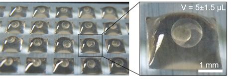 Levkin Research Group Fish Microarray A Miniaturized Platform For