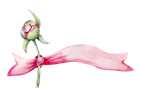 모란과 유칼립투스 가지의 꽃다발리본으로 묶여 흰색 배경에 격리 된 손 수채화 그림 결혼식 초대장 축하 클립아트 엽서 생일을 위한