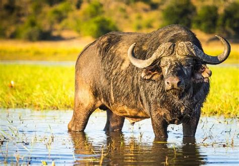 Diferencia Entre Búfalo Y Bisonte