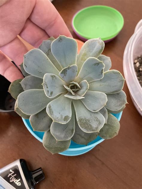 Id Please I Cannot Figure Out What These Are R Succulents