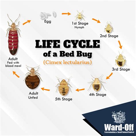 Bed Bug Or Something Else Bed Bug Identification Appearance Habits And Common Lookalikes