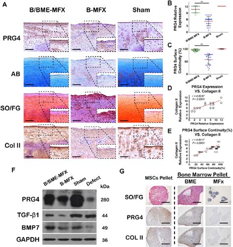 Component Analyses Of The Regenerative Cartilage In The Different