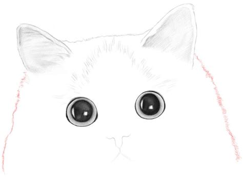 How To Draw A Cats Face Realistic Portrait Step By Step Drawing Tutorial How To Draw Step