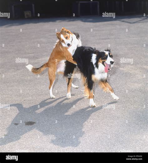 Accouplement Des Chien Banque De Photographies Et Dimages à Haute
