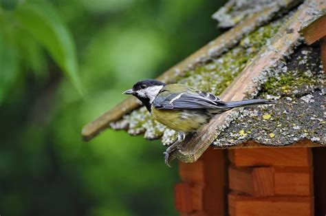 1000 Free Tits And Bird Images Pixabay