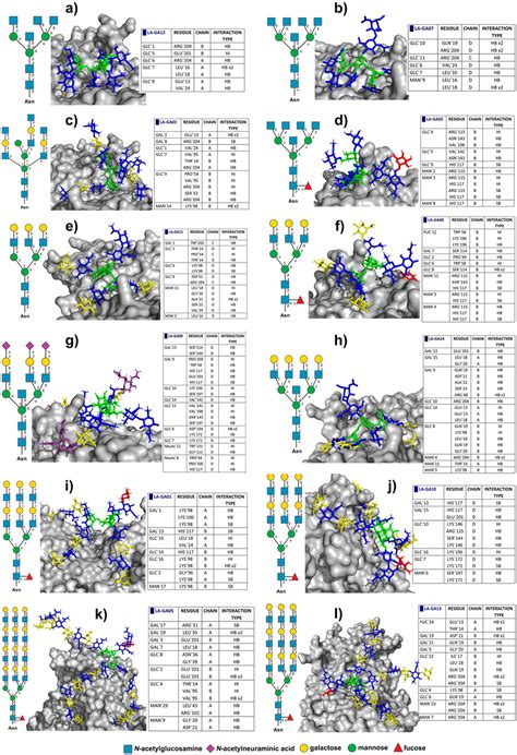Molecular Docking Of Tepary Bean Lectin La With Mammalian N Glycans