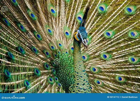 Attractive Indian Peacock Stock Image Image Of Animal 5014715