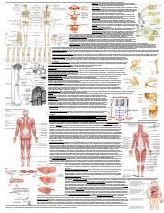 Anatomy And Physiology Cheat Sheet Pdf Functions Support And Shape To