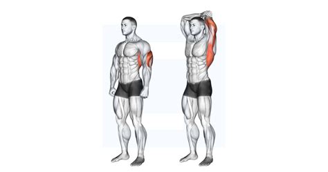 Overhead Triceps Stretch Guide Benefits And Form