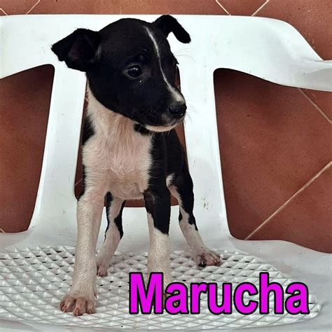 Marucha Nuevavida Adopciones Perros Y Gatos En Madrid