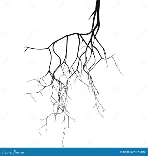 Black Root System Vector Set Stock Vector Illustration Of Sample Draft 280364609
