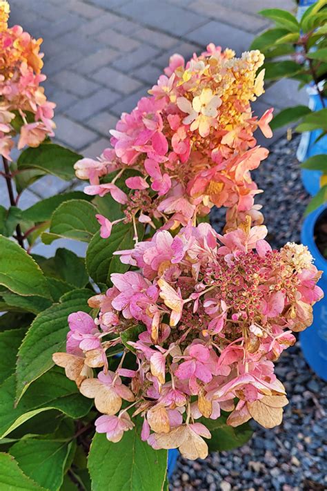 Candelabra Hydrangea Hydrangea Paniculata Hpopr013 In Strathmore