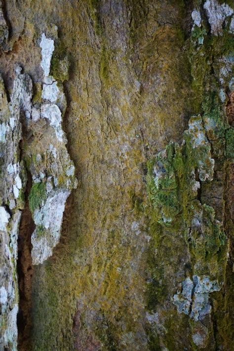 Tree Trunk Detail Texture As Natural Background Bark Tree Texture Wallpaper Stock Photo