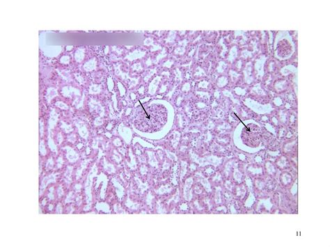 Bio 202 Lab Urinary Diagram Quizlet