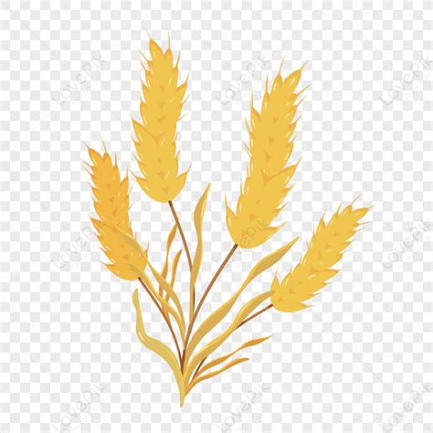 밀 귀 일러스트 자르기 클립 아트작물가을 Png 일러스트 무료 다운로드 Lovepik