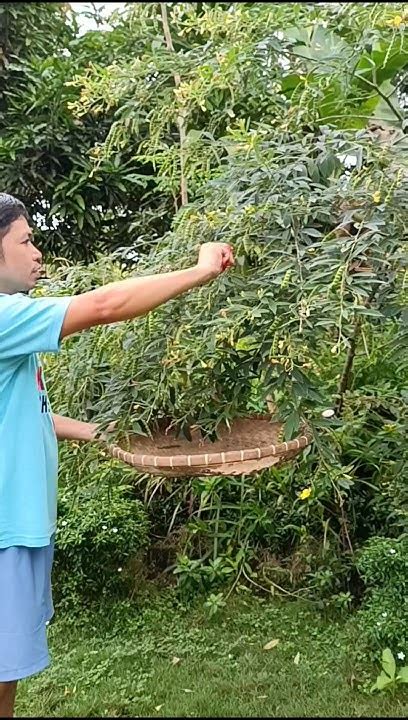 Harvesting Tabios Youtube