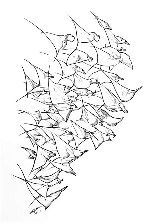 Black And White Ink Illustration Of Flying Manta Rays On White