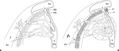 Liver Anatomy Microcirculation Of The Liver Abstract Europe Pmc