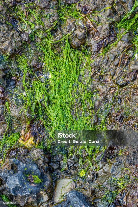 Foto De Ulva Intestinal É Uma Alga Verde Da Família Ulvaceae Conhecida