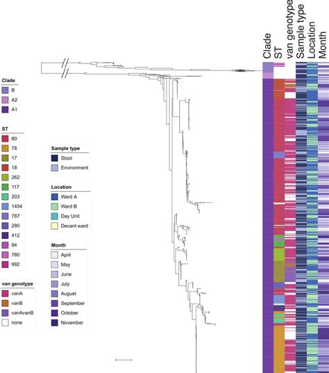 midpoint rooted maximum likelihood tree based on snps in the core genes