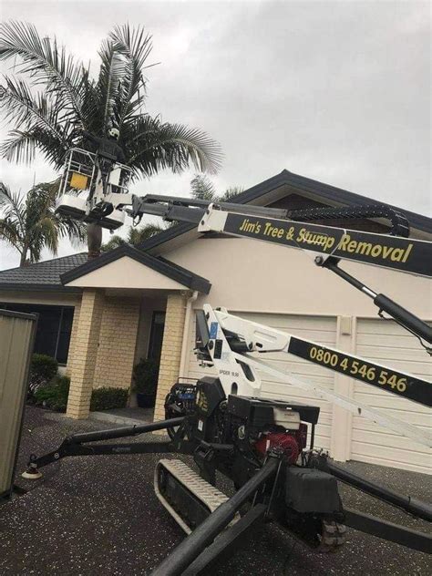 Palm Tree Removal Service Jim S Trees NZ