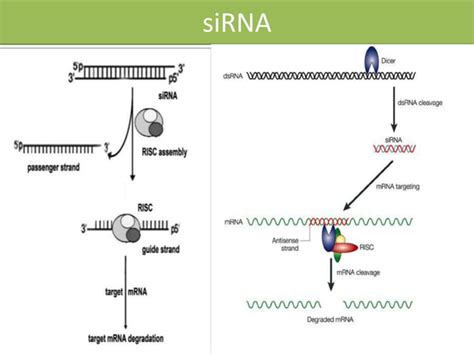 Rna Interference Rn Ai Ppt