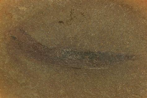 1 5 Fossil Polychaete Polychaeta Worm Illinois 120721 For Sale