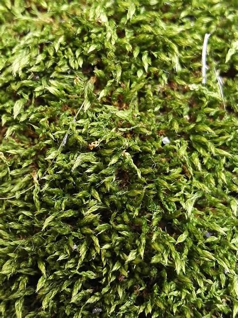 苔蘚的世界如此精彩，日常我們常見的幾種苔蘚，你認識幾種？ 每日頭條