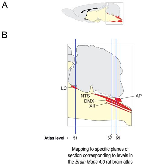 Glycemic Challenge Is Associated With The Rapid Cellular Activation Of The Locus Ceruleus And Glycemic Challenge Is Associated With The Rapid Cellular Activation Of The Locus Ceruleus And
