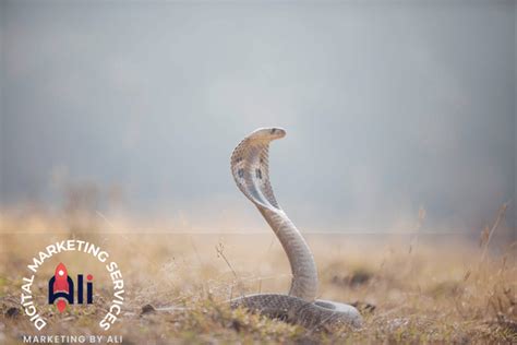 The Cobra Effect Cobra Effect In Digital Marketing Marketing By Ali