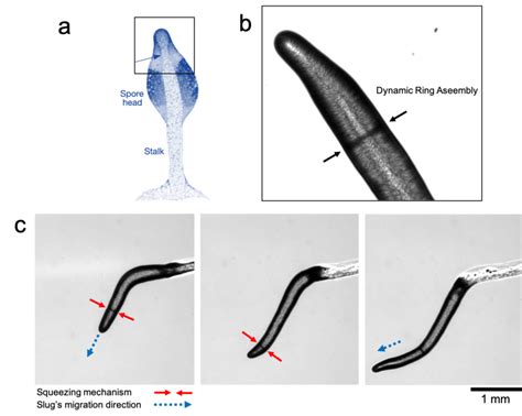 Collective Cell Migration