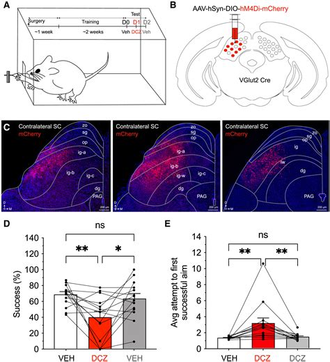The Superior Colliculus Directs Goal Oriented Forelimb Movements Cell Reports